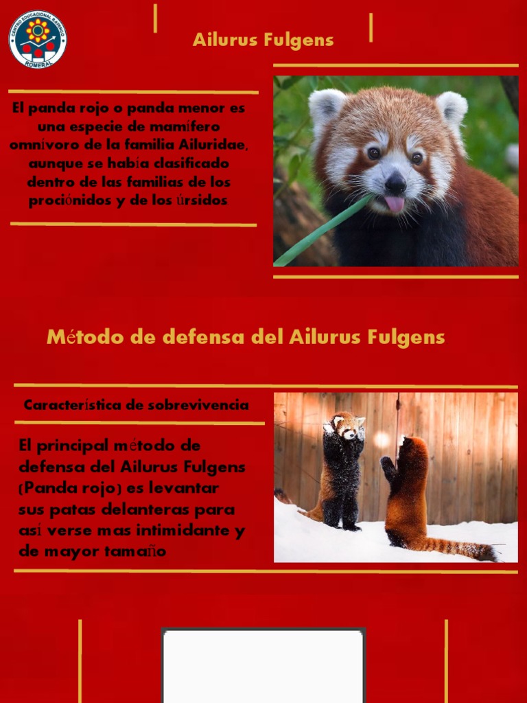 Ailurus Fulgens 2.0 | PDF