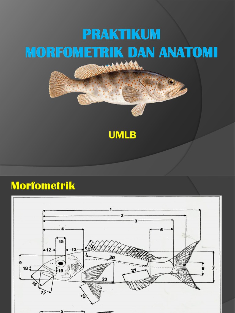 Praktikum Morfometrik Dan Anatomi Ikan | PDF