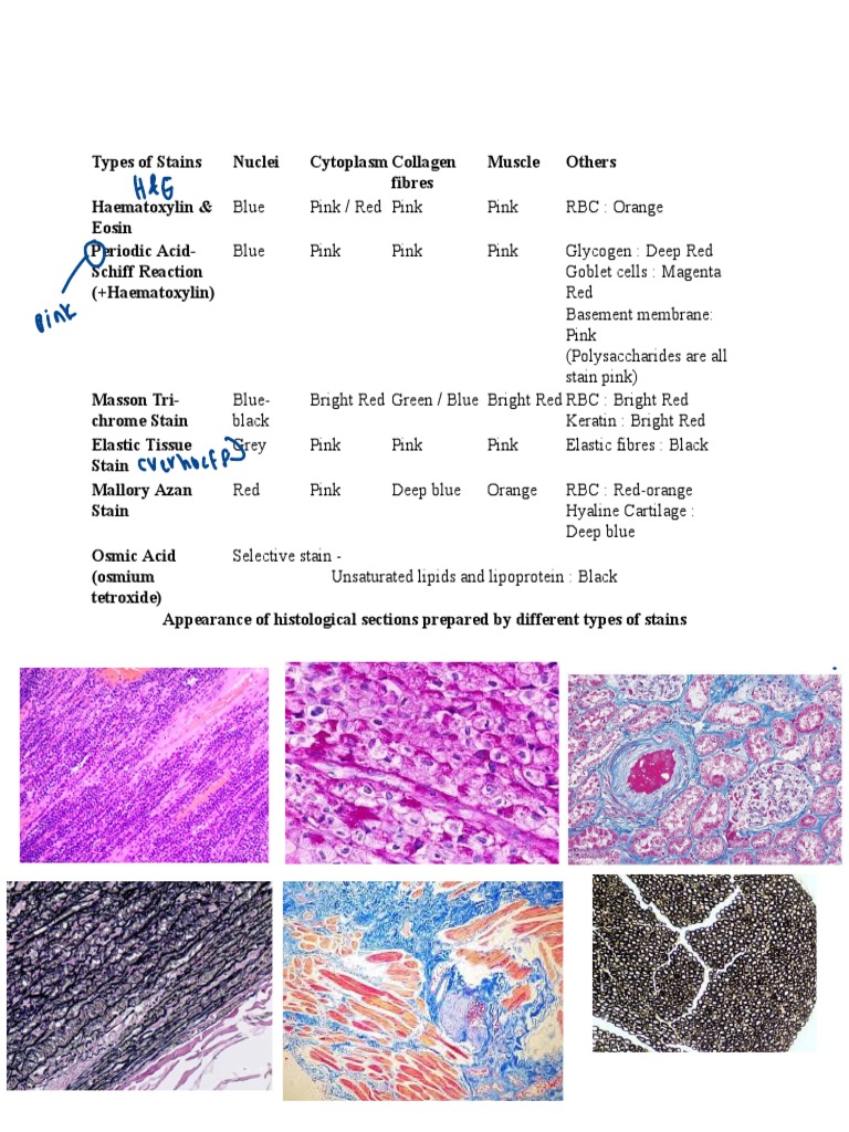 Histology - Types of Stains | PDF