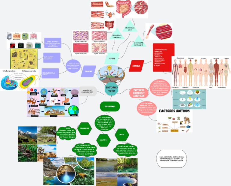 Mapa Mental Con Los Conceptos Básicos Del Entorno Vivo. GA1-220201501 ...