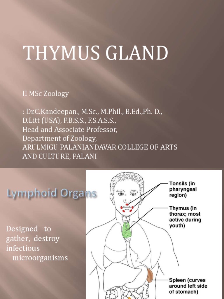 Thymus Pdf Thymus T Cell