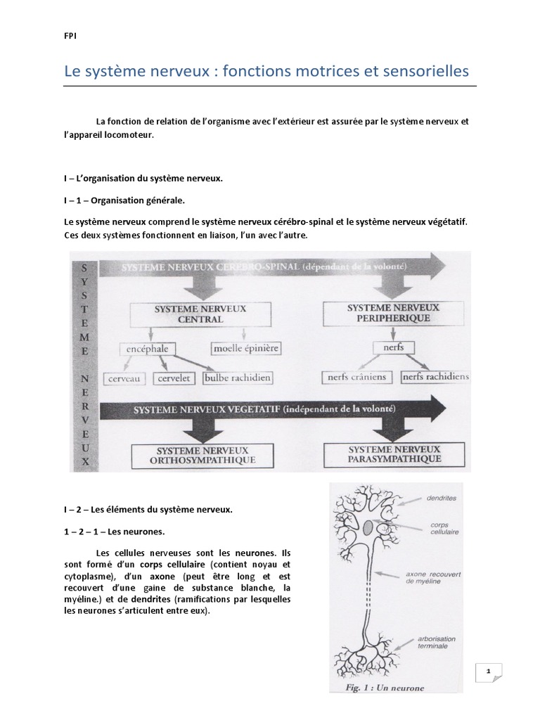 Organisation du système nerveux humain | PDF | Système nerveux | Nerf