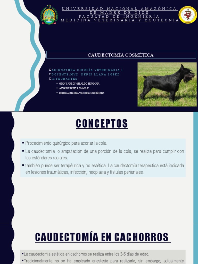 Caudectomía Cosmética | PDF | Medicina CLINICA | Especialidades Medicas