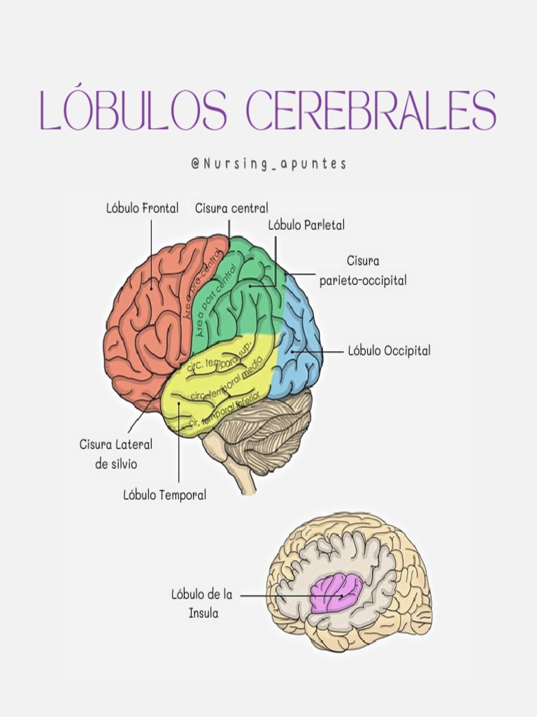 Lóbulo Cerebral y sus Cisuras | PDF