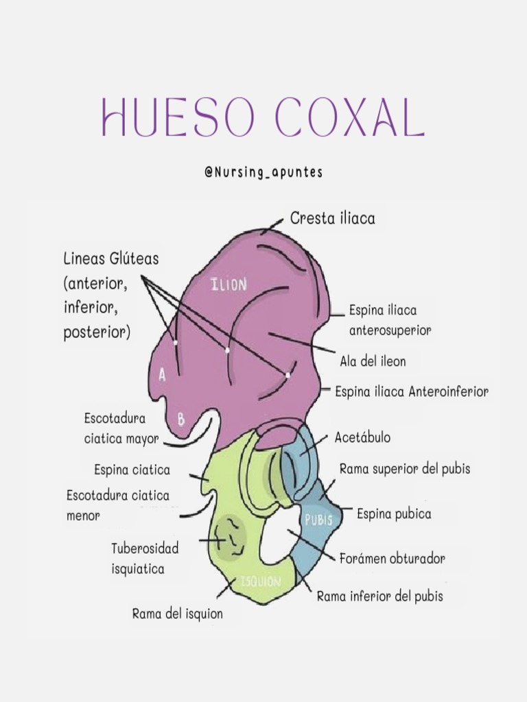 Anatomía de la Cresta Iliaca | PDF