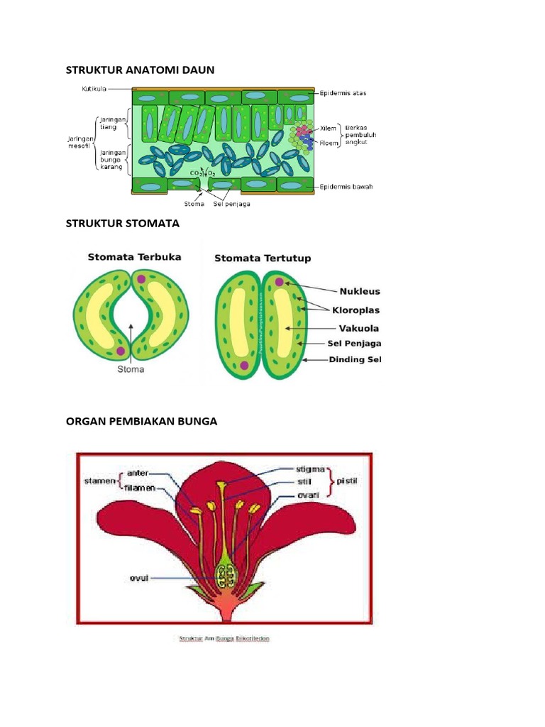 Struktur Anatomi Daun | PDF