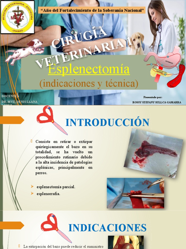 Esplenectomia Exposicion | PDF | Bazo | Especialidades Medicas Esplenectomia Exposicion | PDF | Bazo | Especialidades Medicas