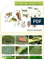¿Cuáles Son Los 5 Tipos de Pupas de Insectos - Y | PDF