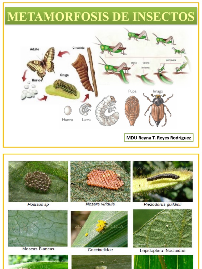 Metamorfosis Insectos 1 | PDF | Crisálida | Mosca