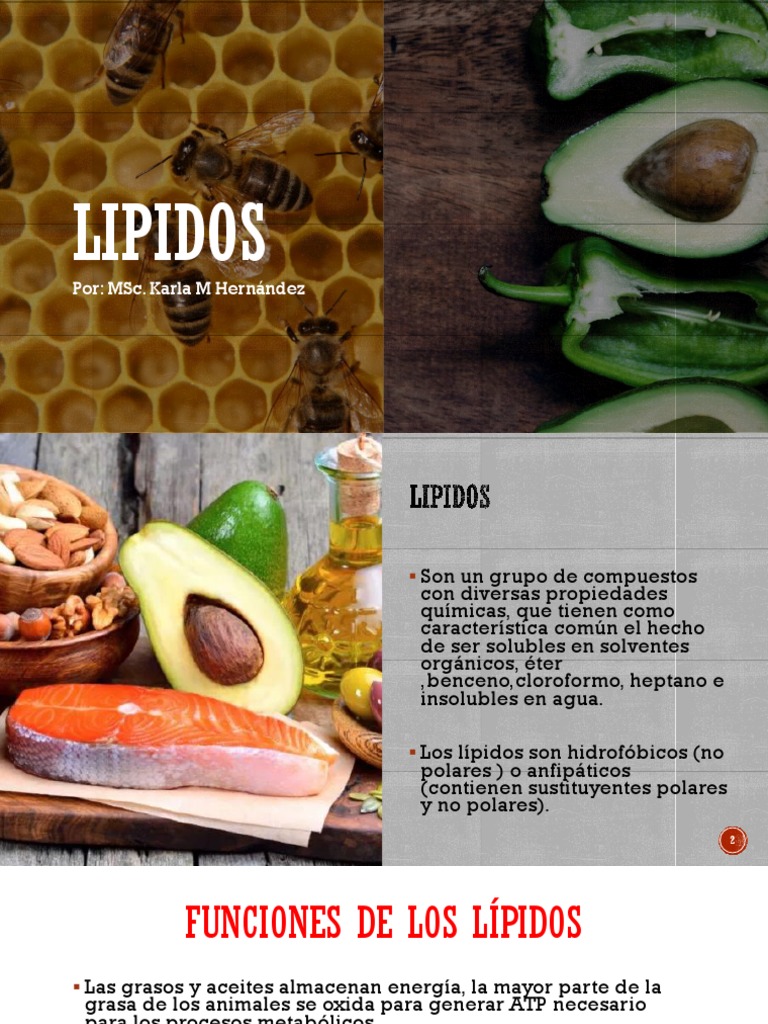 LIPIDOS | PDF | Lípido | Ácido graso