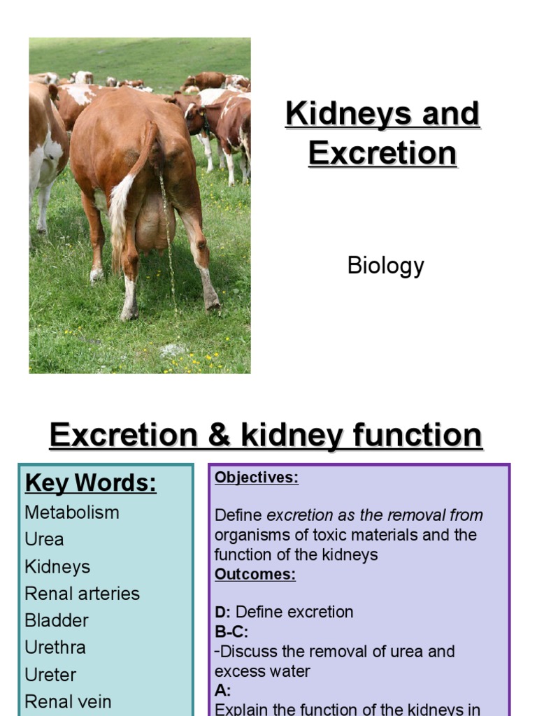Excretion and Kidneys | PDF | Kidney | Organ (Anatomy)