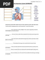 Activity Worksheet.9 Science | PDF | Respiratory Tract | Respiratory System