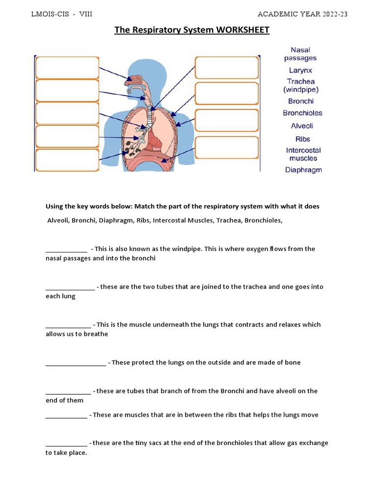 Respiratory System Worksheet | PDF