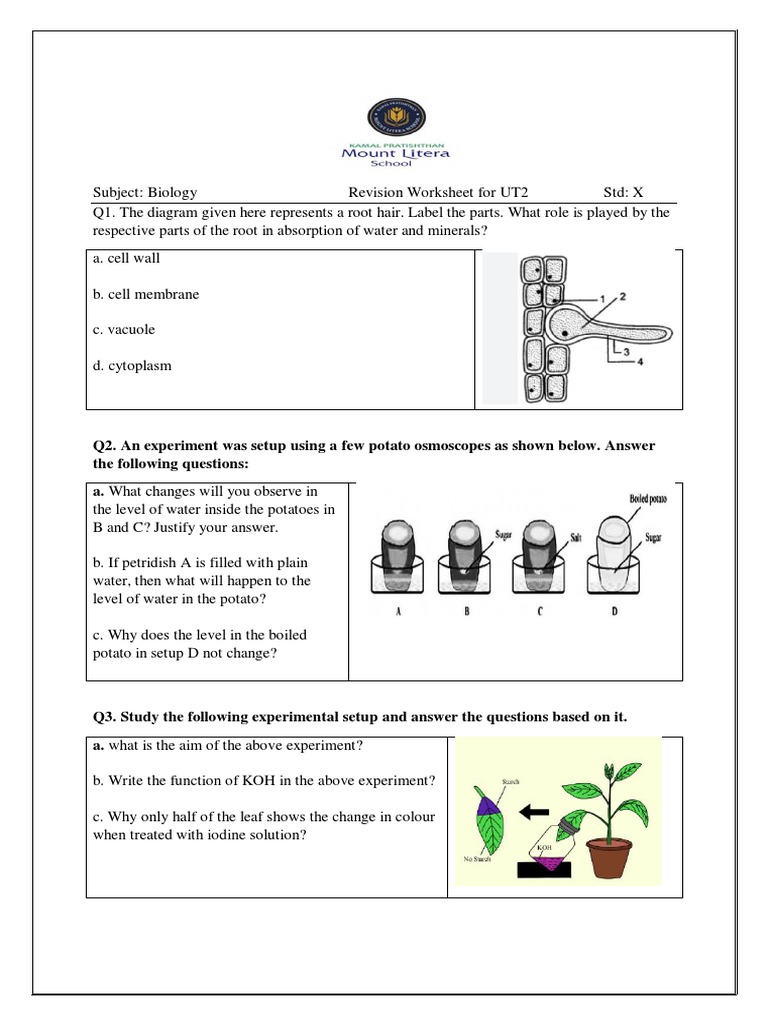 619 - Biology STD 10 Revision Worksheet For UT2 | PDF | Photosynthesis | Leaf