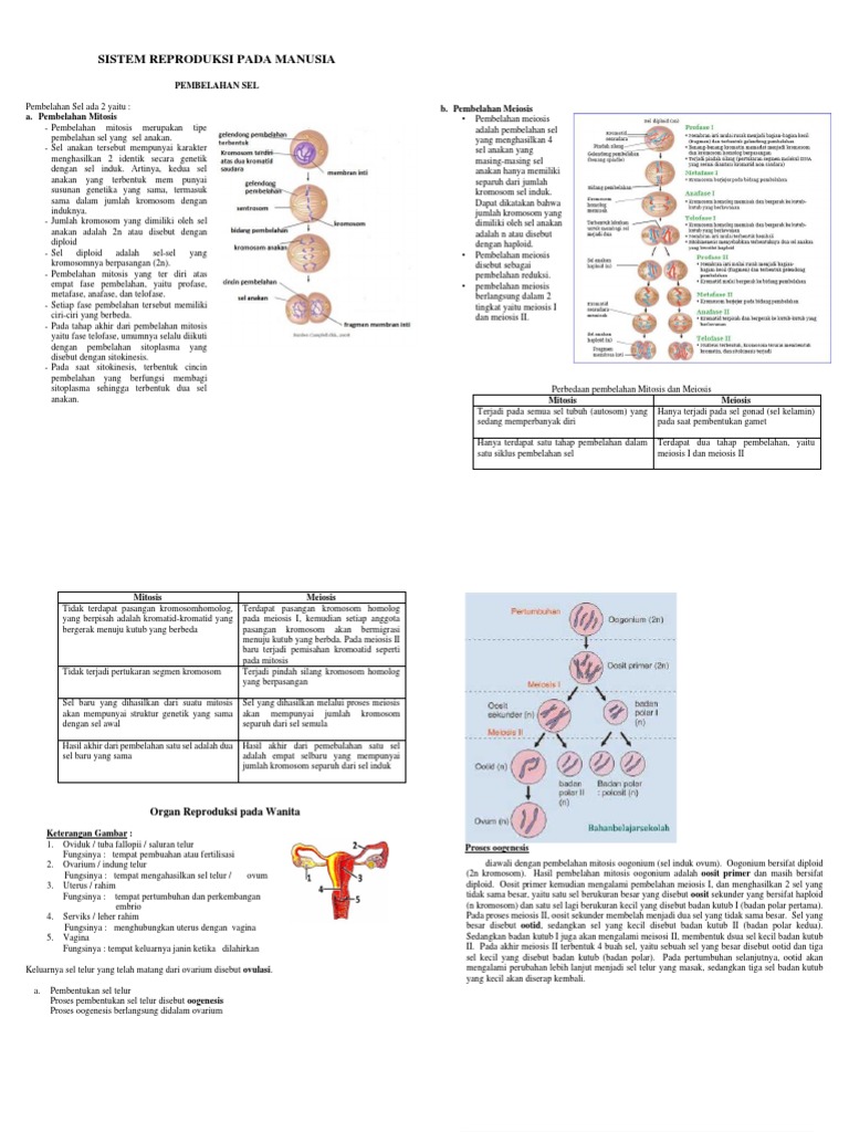 Bahan Ajar Sistem Reproduksi Manusia | PDF