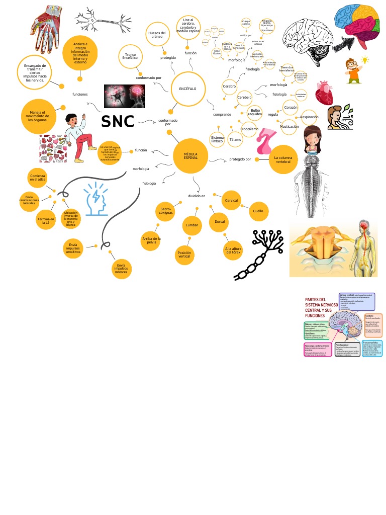 SNC | PDF | Sistema nervioso central | Cerebro