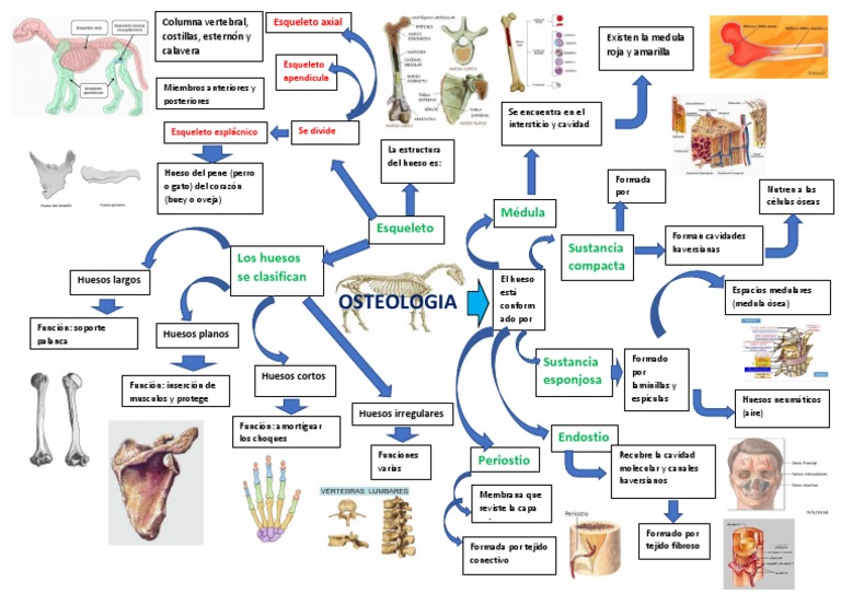 Mapa Osteologia Animal | PDF | Hueso | Esqueleto
