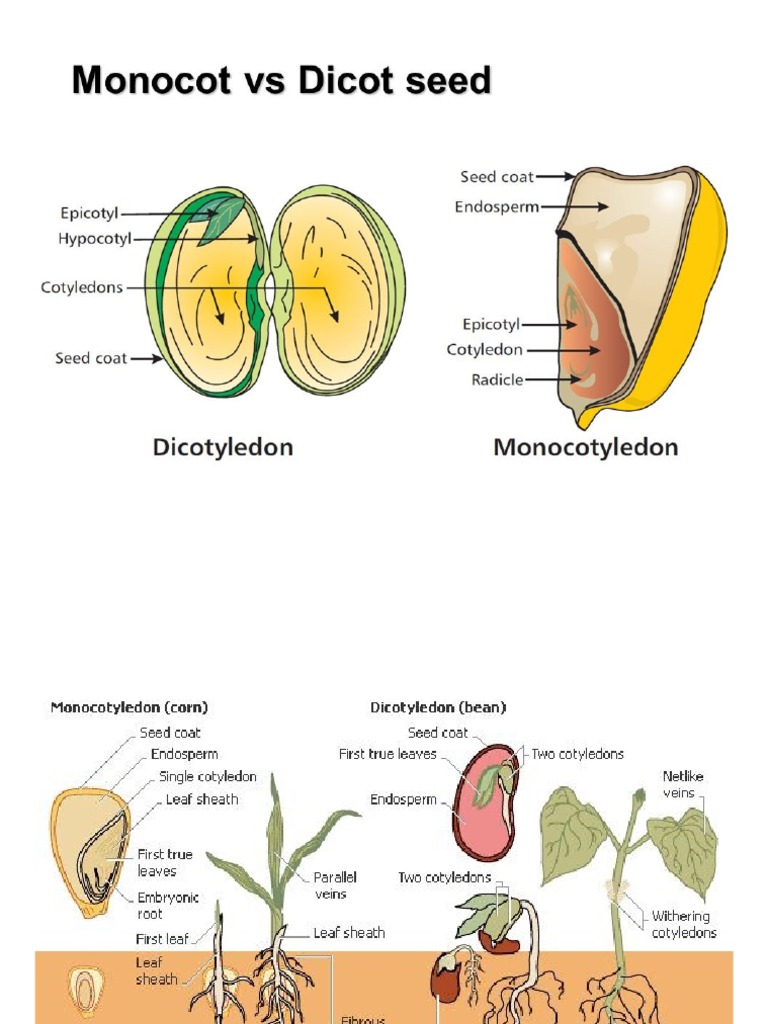 Monocot vs. Dicot Germination Photos | PDF