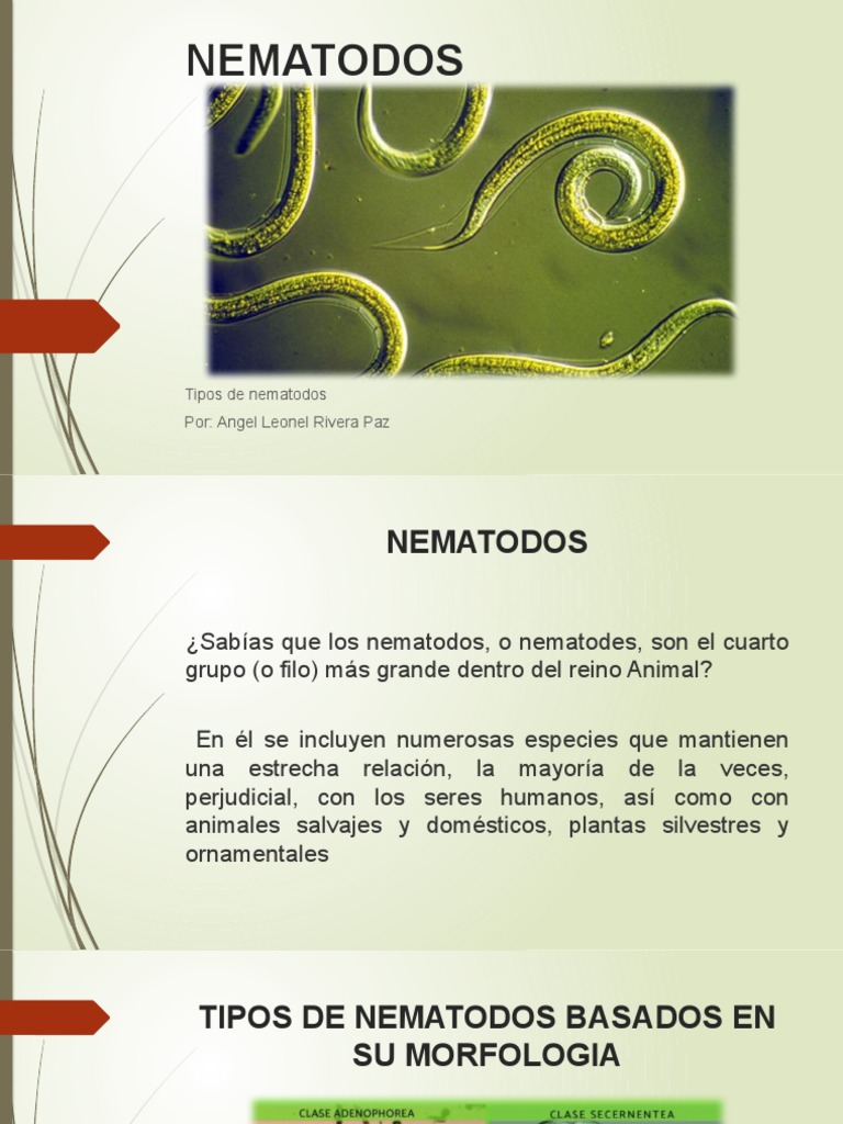 NEMATODOS | PDF | Nematodo | Organismos