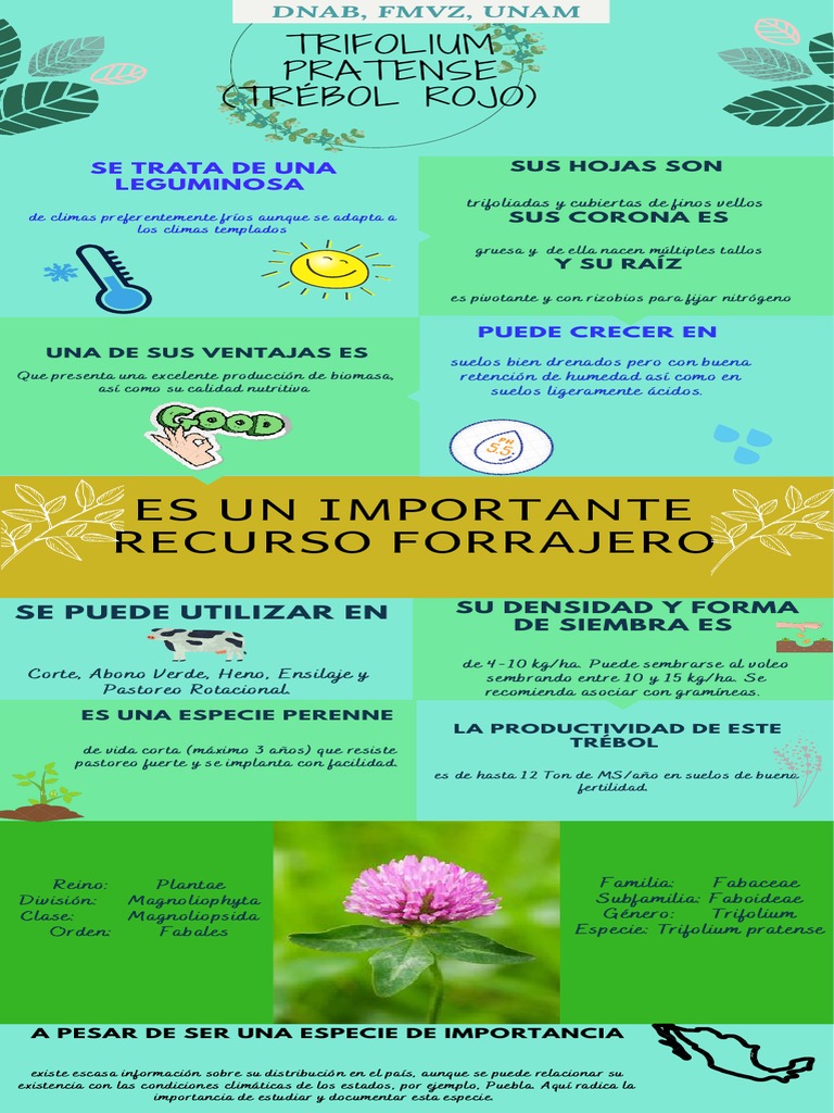 Trébol Rojo INFOGRAFÍA | PDF | Horticultura | Plantas