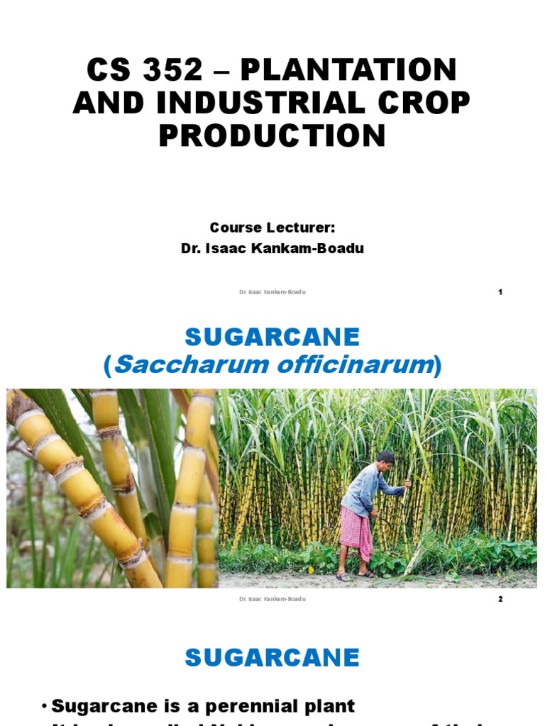 Sugar Cane Production Presentation | PDF | Sugarcane | Agriculture