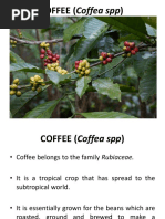 Flowchart of Coffee | PDF | Coffee | Seed