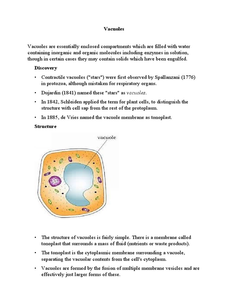 Vacuoles | PDF | Vacuole | Anatomy