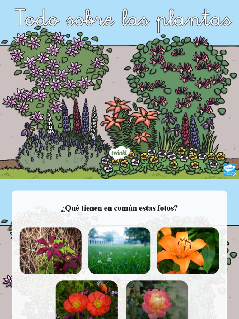 Es T SC 272 Todo Sobre Las Plantas Presentacion | PDF | Plantas | Raíz