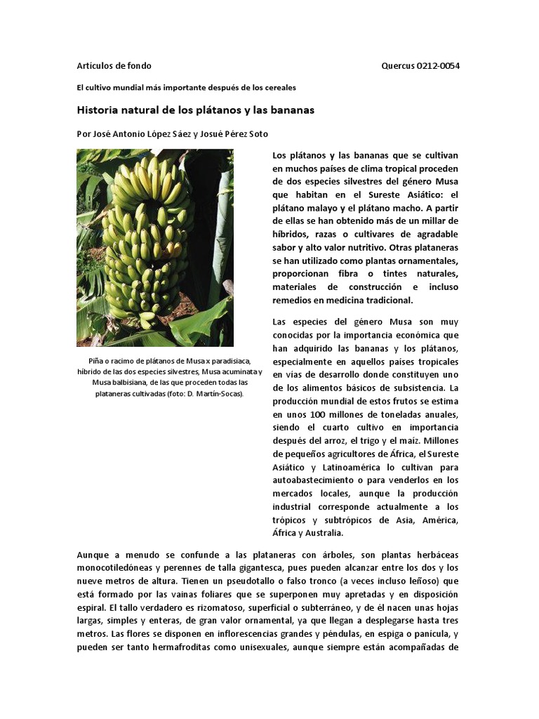 Historia Natural Platanos Lopez | PDF | Plátano | Plantas