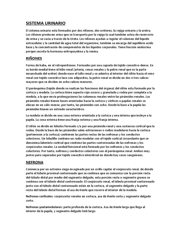 Sistema Urinario Histologia Uabp 1 | PDF | Riñón | Sistema urinario