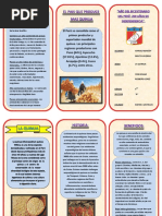 Triptico Del Experimento de Quinoa de La Feria de Ciencia EUREKA 2023 | PDF | Quinua | Cereales
