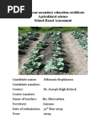 Agricultural Science Sba On Broiler | PDF | Chicken | Poultry Farming