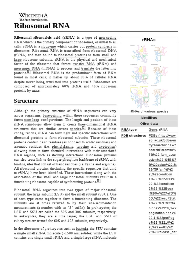 Ribosomal RNA | PDF | Ribosomal Rna | Ribosome
