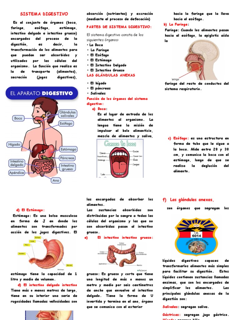 SISTEMA DIGESTIVO | PDF | Sistema digestivo humano | Digestión
