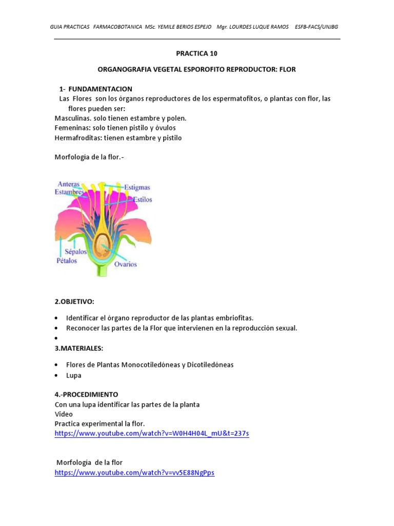 Morfología y Función de la Flor | PDF
