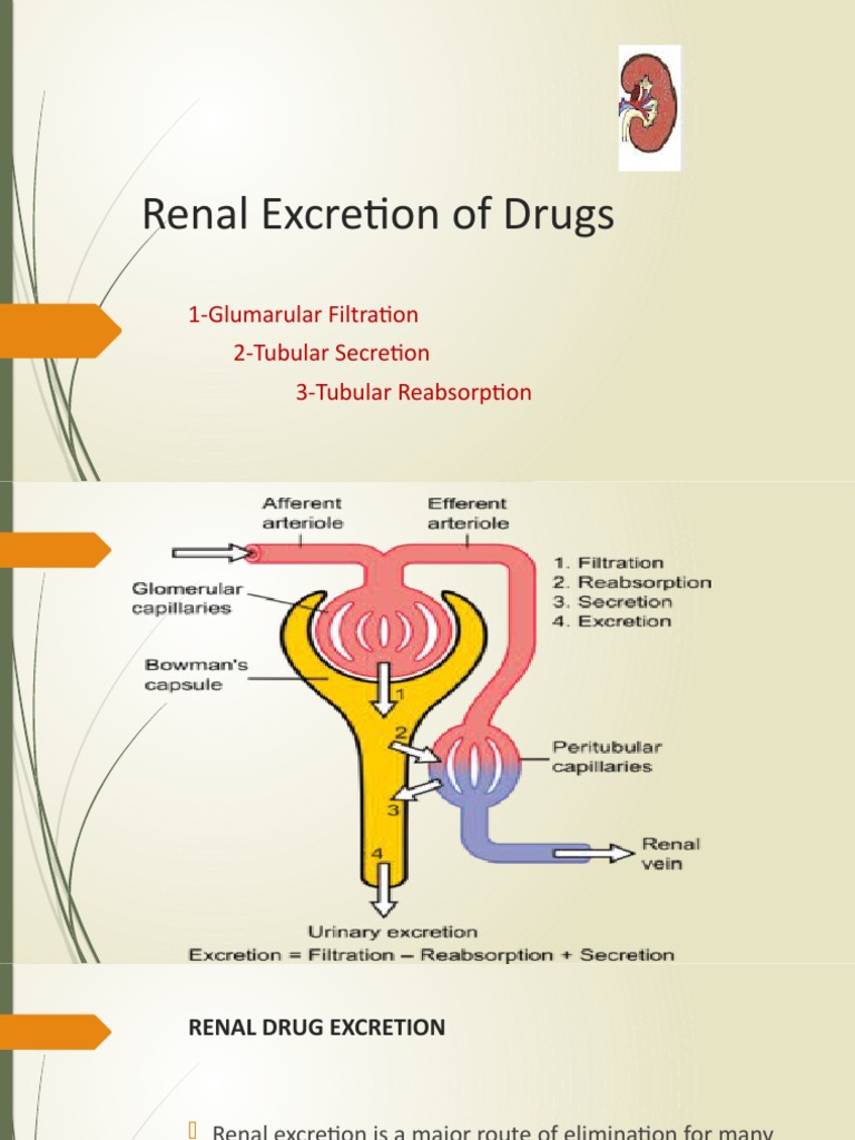 Renal Excretion of Drugs 3 | PDF | Kidney | Physiology