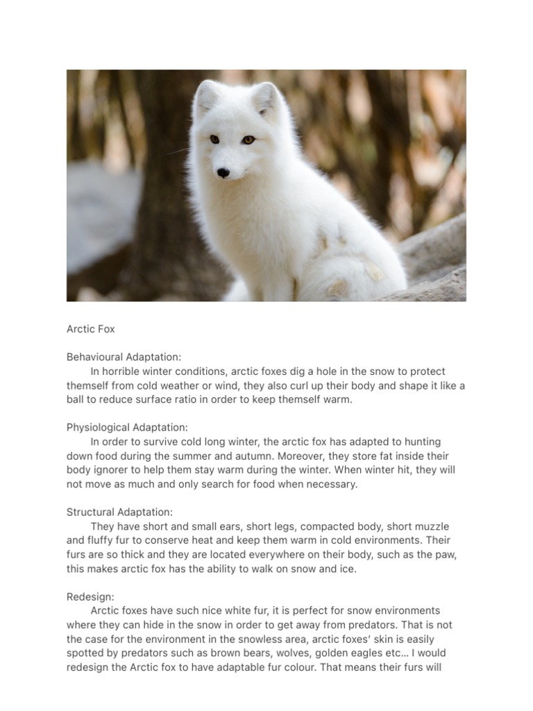 Arctic Fox | PDF