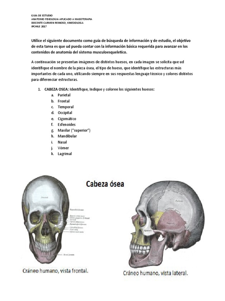 Guia Anatomia Huesos Pdf Anatomía Humana Sistema Musculoesquelético