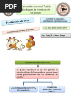 Fisiologia Del Gallo | PDF | Testículo | Pene