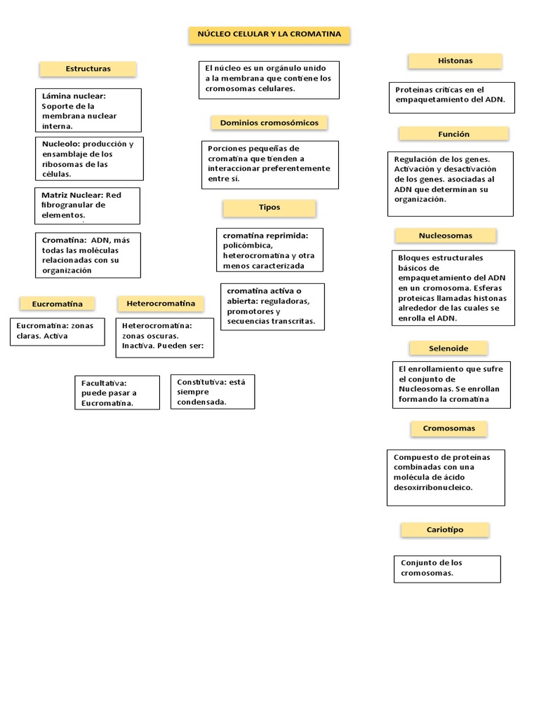 Mapa Nucleo | PDF | Cromatina | Nucleo celular