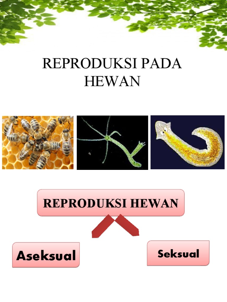 Reproduksi-Vegetatif-Hewan 2 | PDF | Sains & Matematika