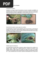 Ficha Técnica Del Pasto Marandú (Brachiaria Brizantha Cv. Marandú ...