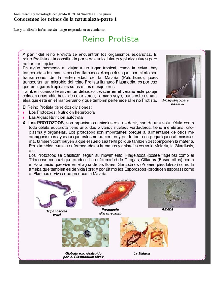 Reinos de Nuestra Naturaleza Sexto Grado Parte 1 (1) Ok | PDF | Hongo ...