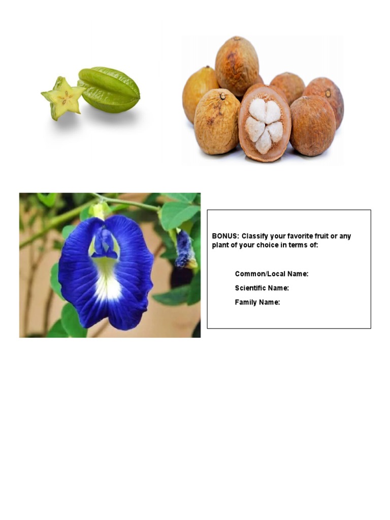 Seed Iden Additional Items | PDF