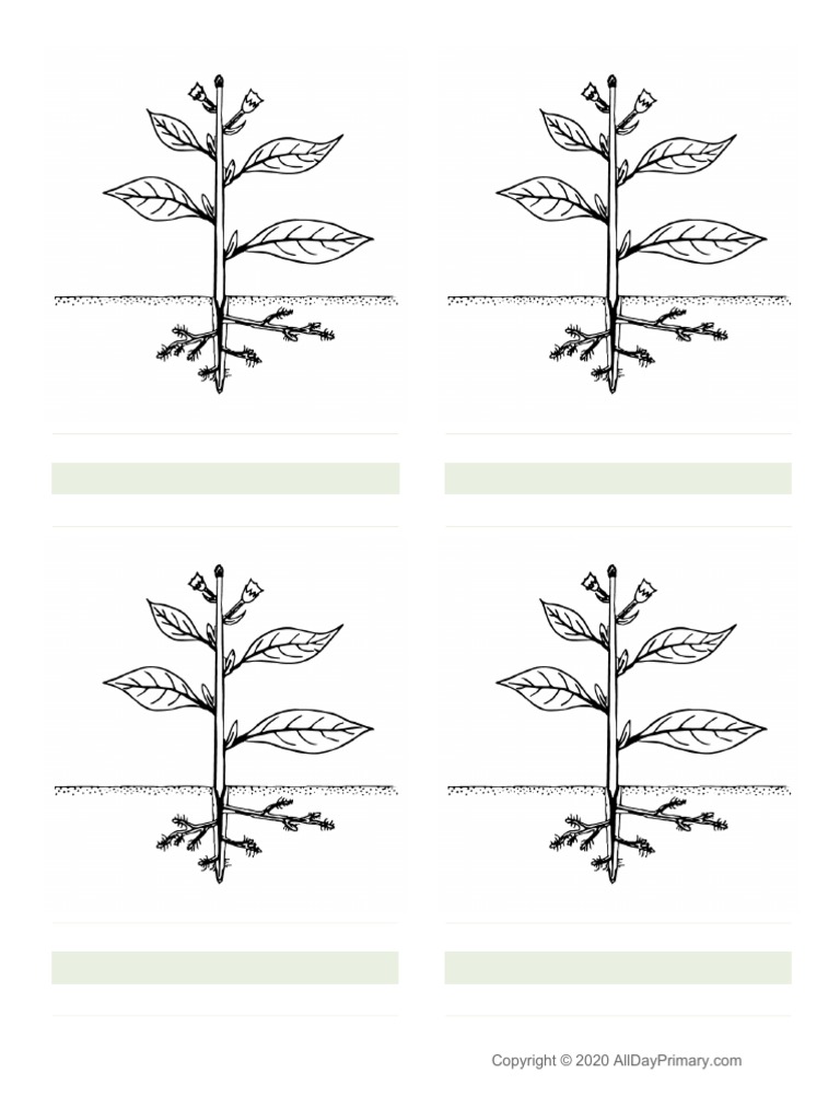 Parts of A Plant Writing Sheets | PDF