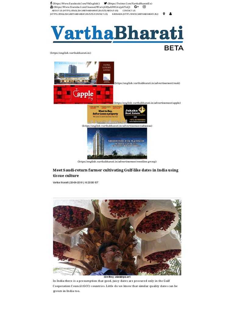 Dates Farming Lessons to Learn | PDF | Agriculture | Plants