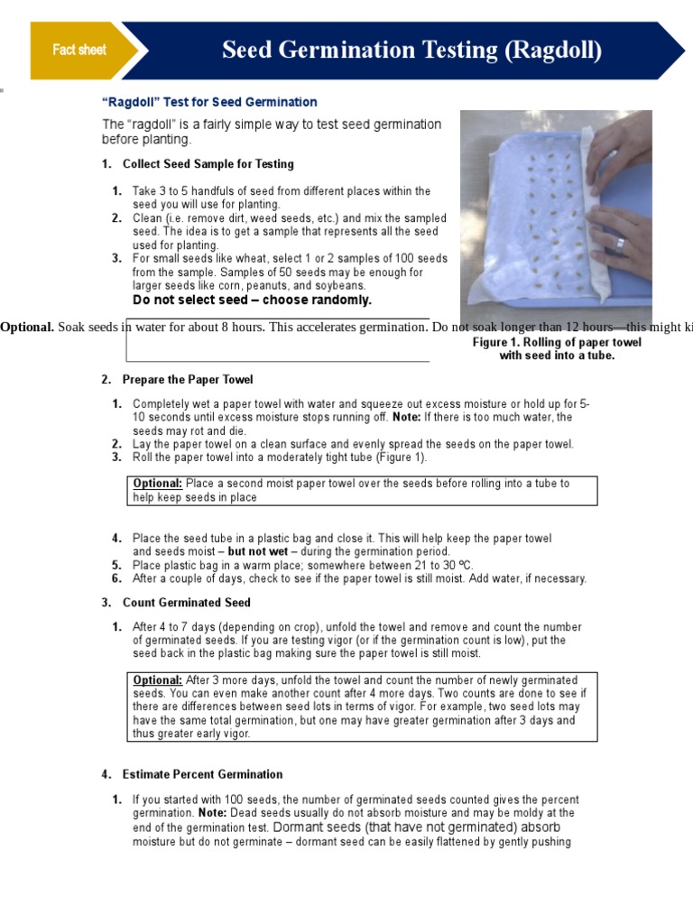 Fs Seed Germination Test Ragdoll | PDF | Seed | Germination