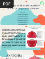 Curva de Spee y Wilson | PDF | Ortodoncia | Odontología
