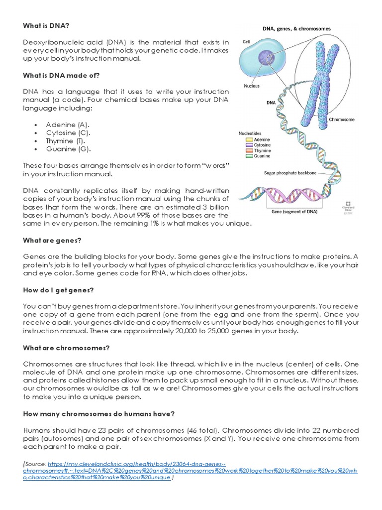 DNA Basics for Kids | PDF | Dna | Gene