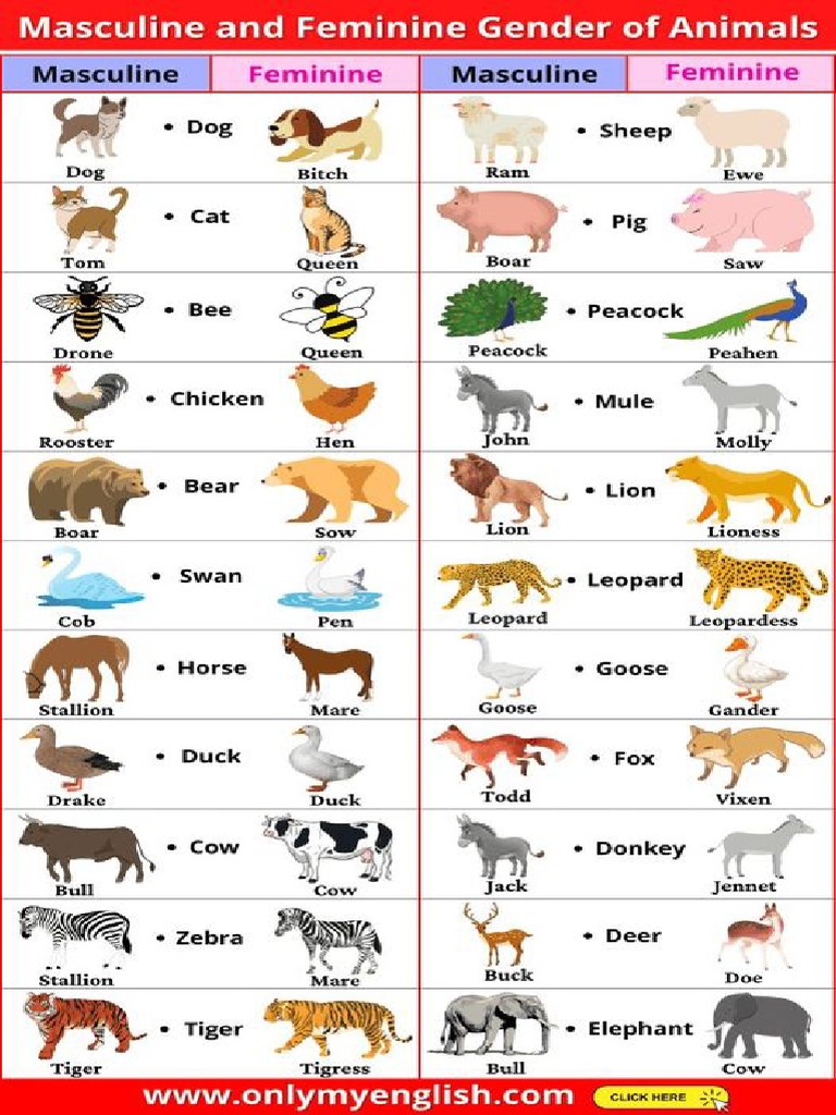 Gender of Animal | PDF